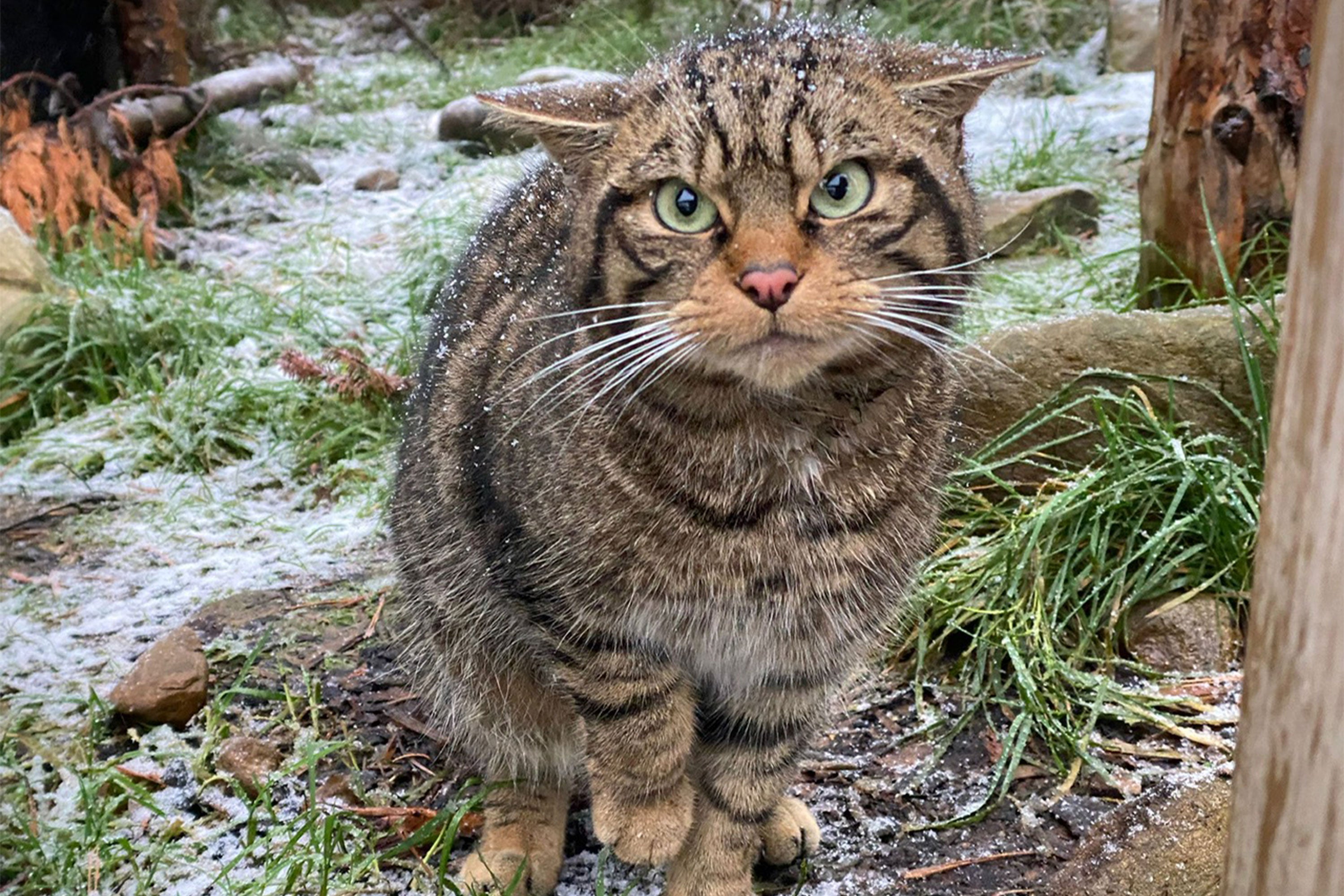 Saving Wildcats Conservation Project - Muck® Boots UK
